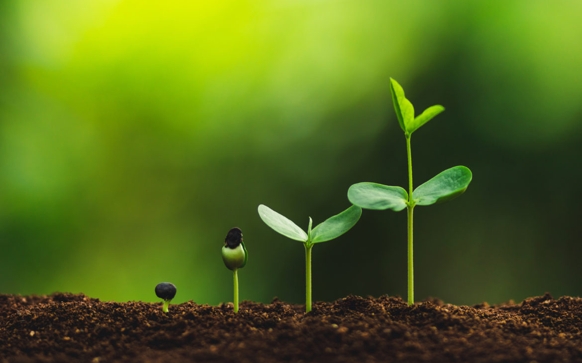 HOW TO GROW SPIRITUAL ROOTS